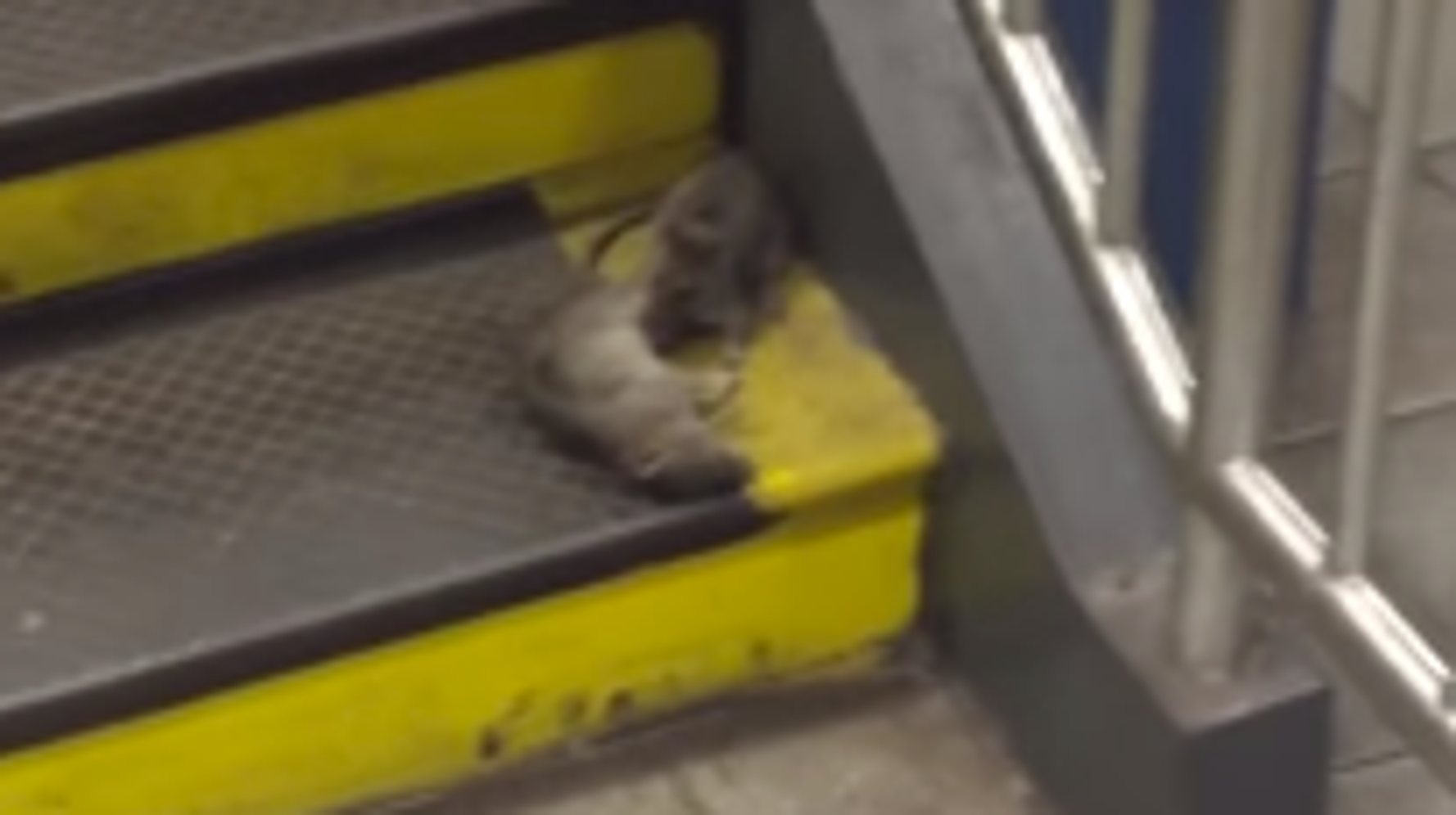 Does This Video Show Pizza Rat Turning Into 'Cannibal Rat' For 2016 ...