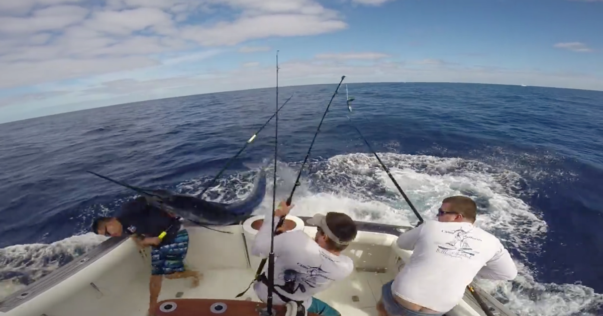 Video Captures Fisherman's Very Close Call With Angry 200-Pound Marlin ...