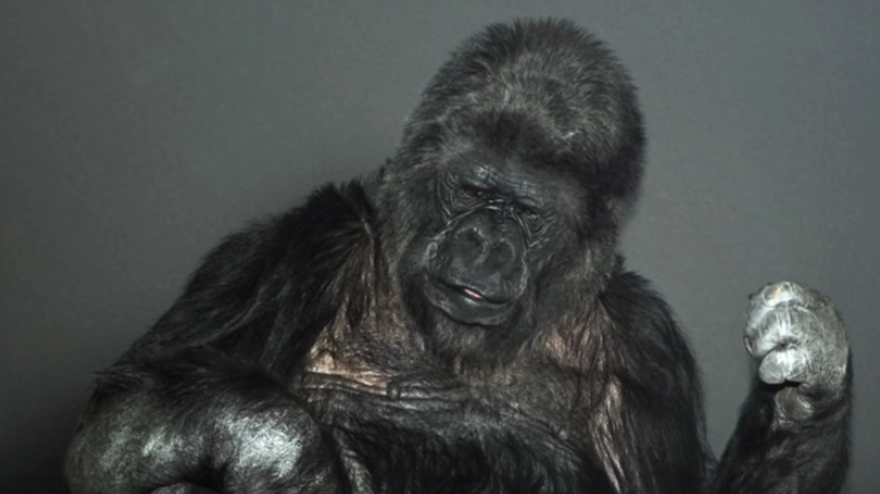 Koko The Gorilla Probably Doesn't Understand Climate Change | HuffPost ...