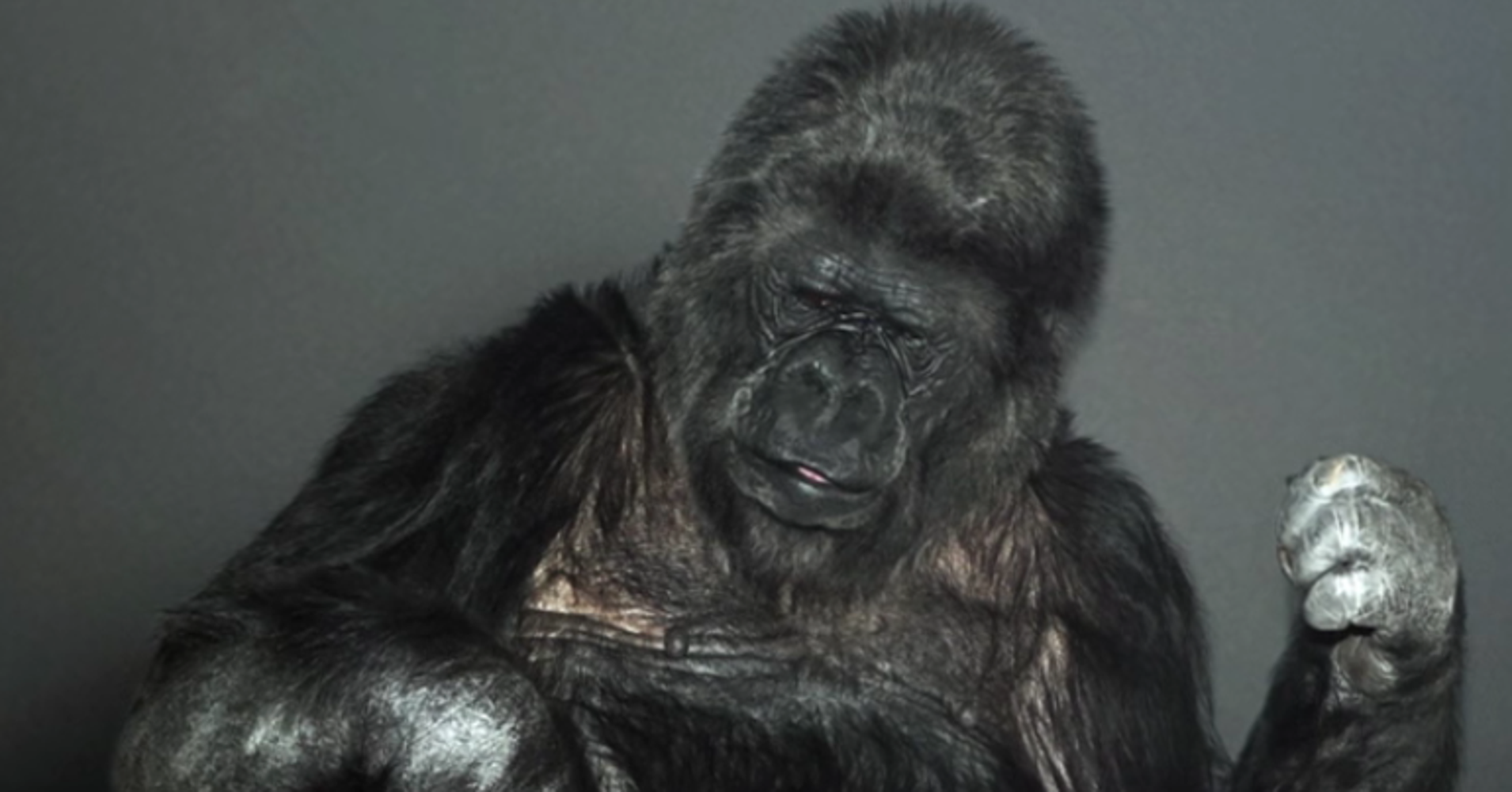 Koko The Gorilla Probably Doesn't Understand Climate Change | HuffPost