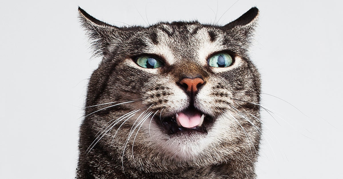 8 Signs Your Cat Is Definitely An Alien | HuffPost Life