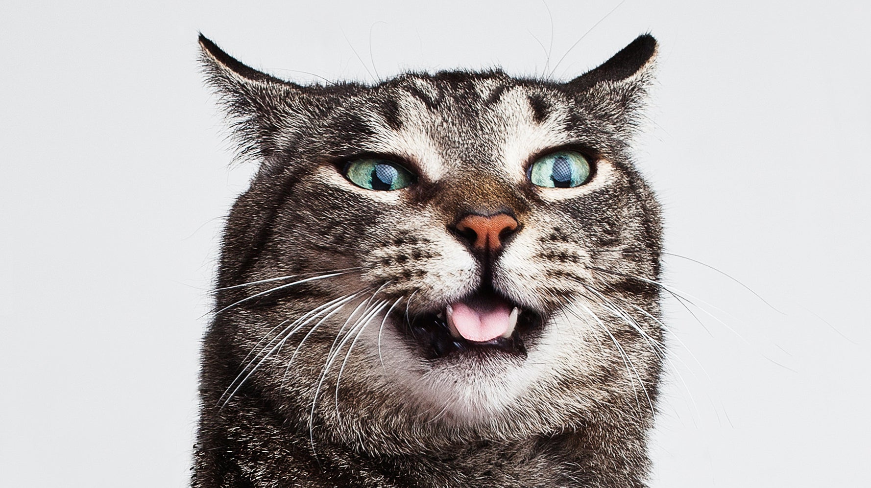 8 Signs Your Cat Is Definitely An Alien | HuffPost Life