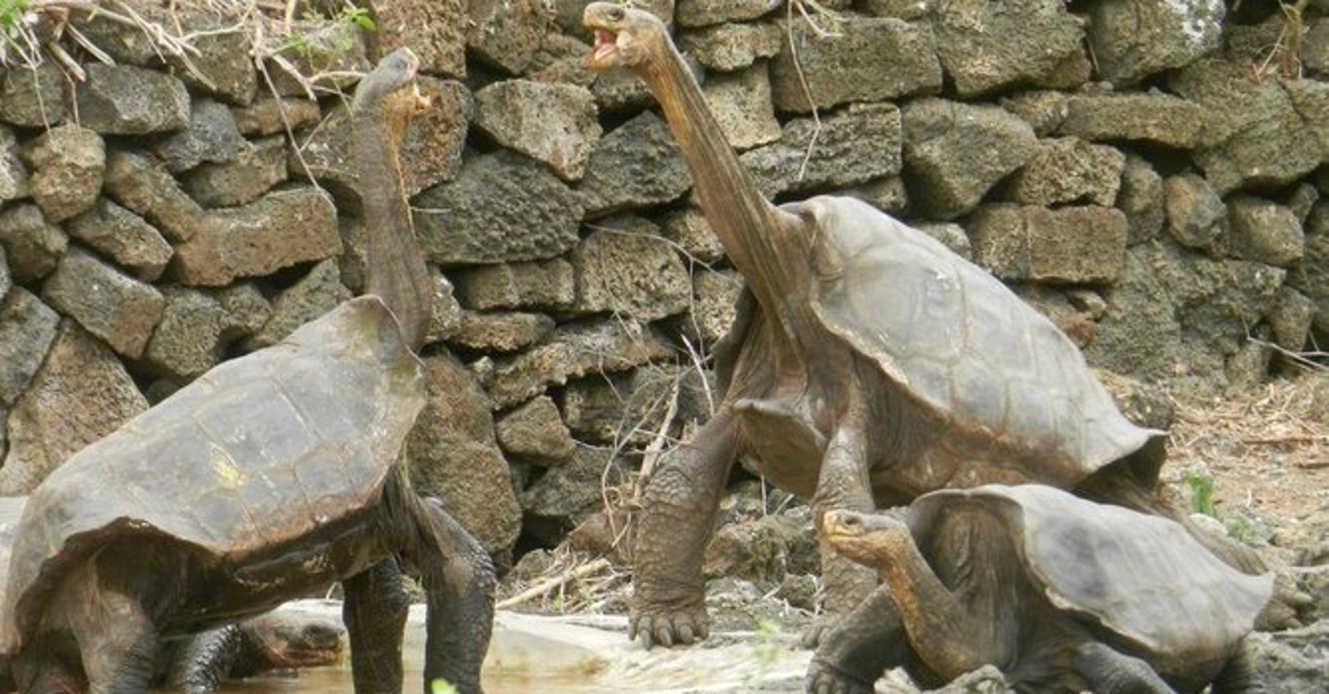 We've Rediscovered 'Extinct' Giant Tortoises | HuffPost