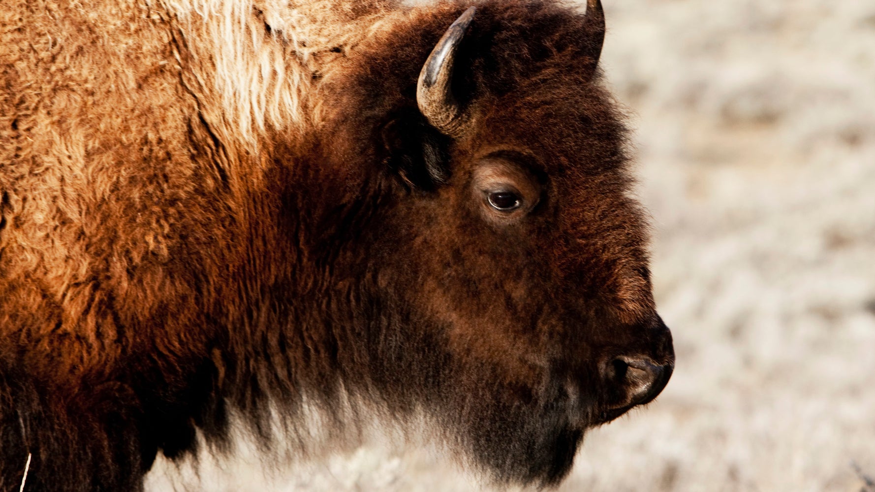Lightning Strike Leaves Bison With Badass Scar | HuffPost Weird News