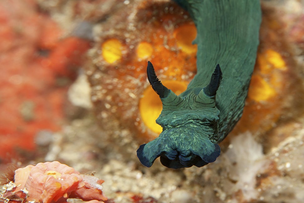 Stunning Photos Of Tropical Sea Creatures Will Make You Rethink How You ...