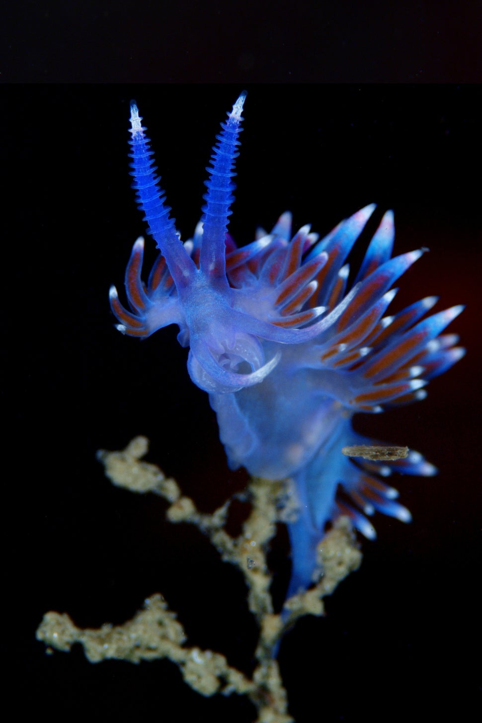 Stunning Photos Of Tropical Sea Creatures Will Make You Rethink How You ...