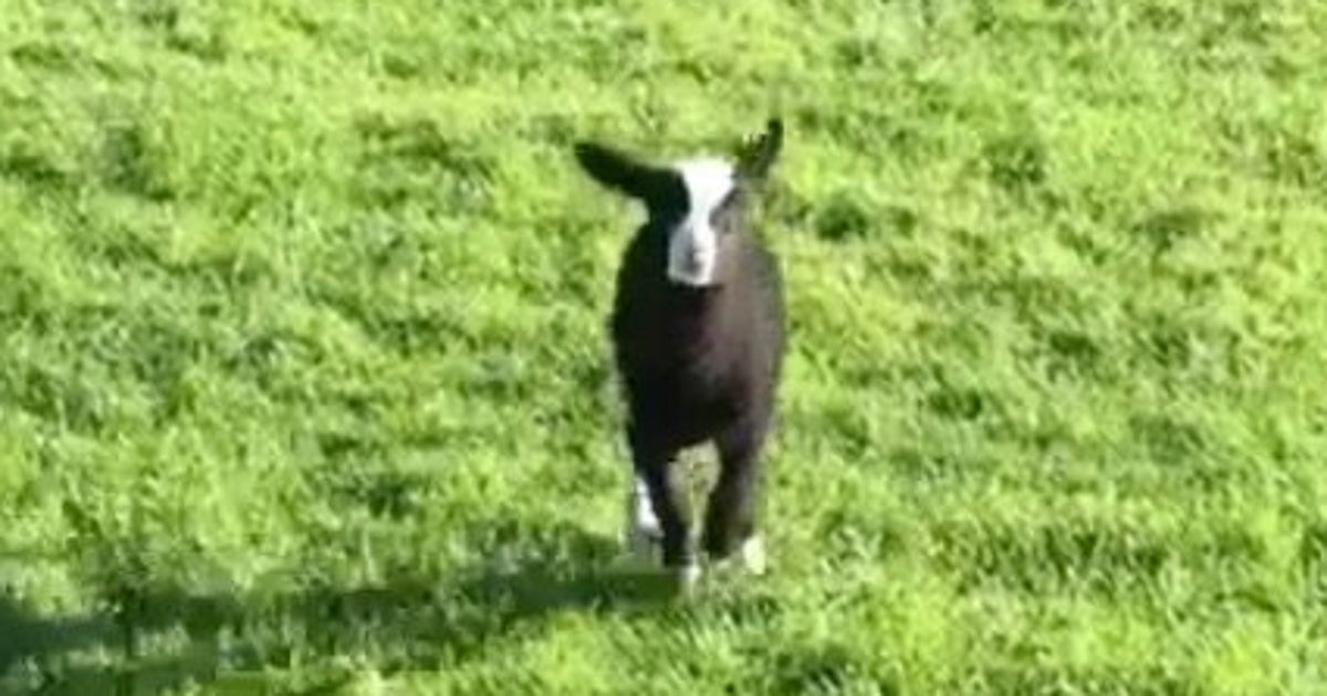 Confused Little Lamb Dorrit Really Believes She's A Dog | HuffPost ...