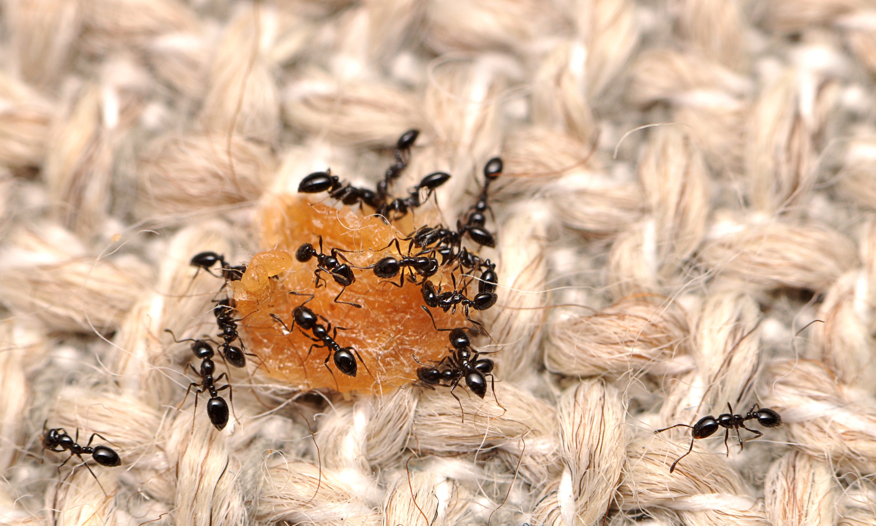 This New Study About Creepy Crawlies Living In Your Home May Freak You This New Study About Creepy Crawlies Living In Your Home May Freak You