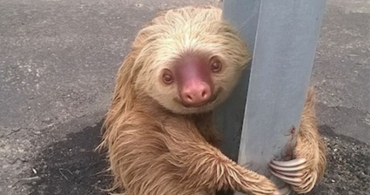 Lost Sloth Tries To Cross The Road, Gets Stranded In The Most Adorable ...