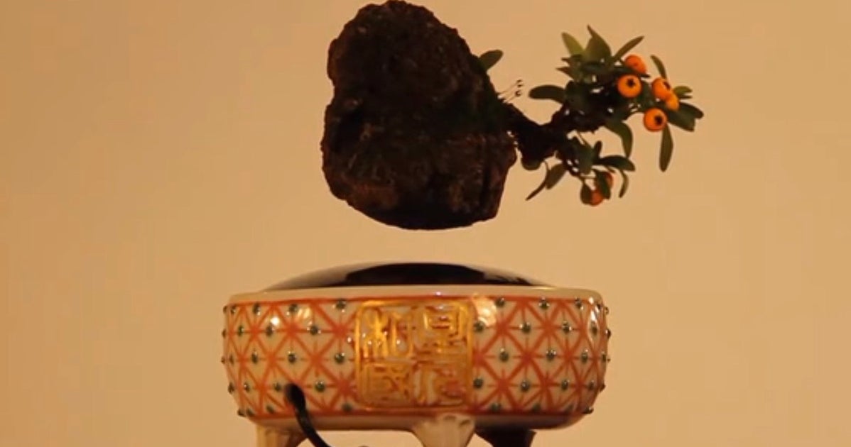 Now You Can Own A Levitating Bonsai Tree, Freak Out Your Friends And ...
