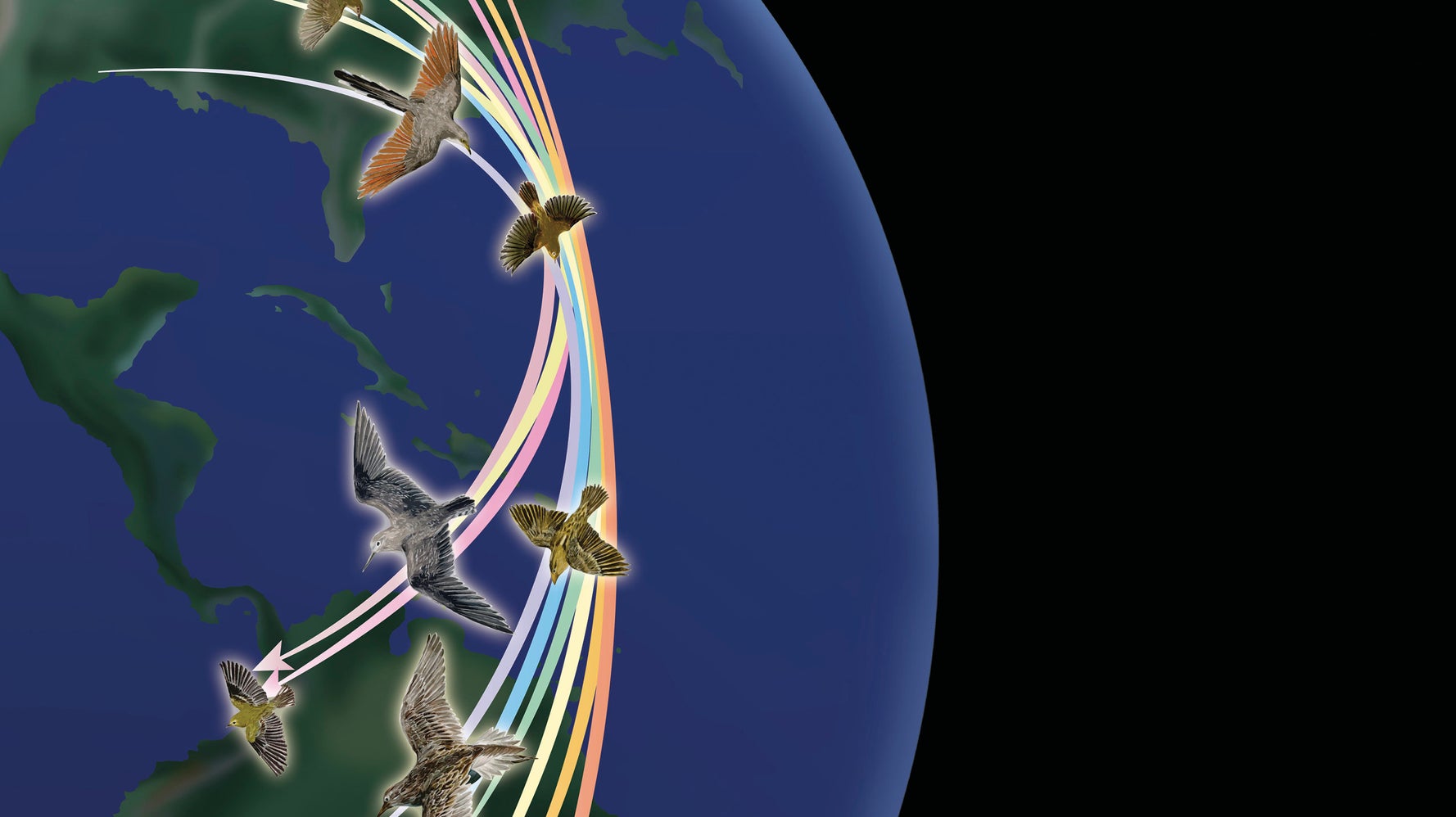 Mesmerizing Map Reveals Exactly Where Birds Spend The Winter | HuffPost