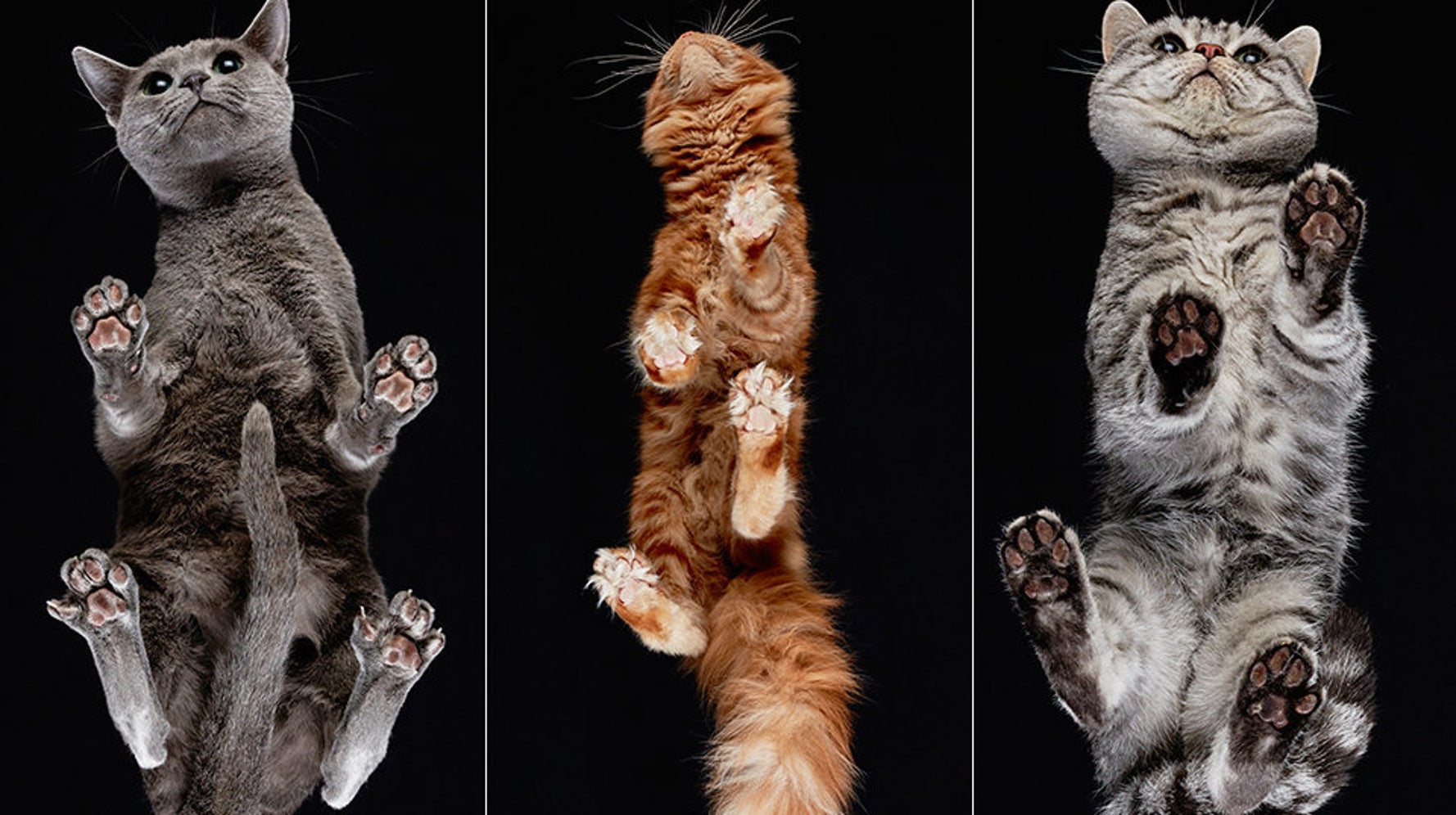 Photos Of Cats From Underneath Are 'A-meow-zing'! | HuffPost
