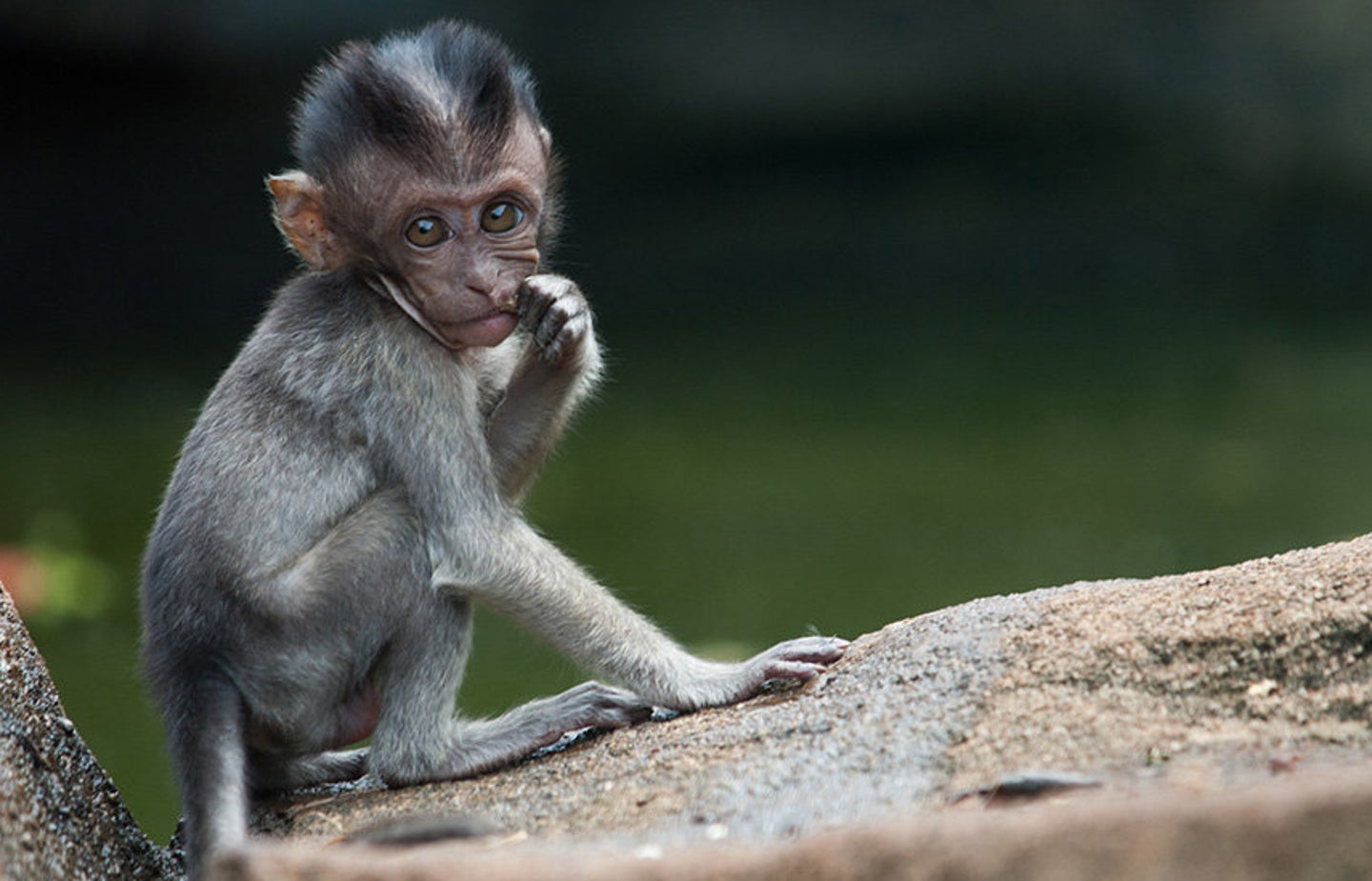 Chinese Scientists Engineer 'Autistic' Monkeys | HuffPost Impact
