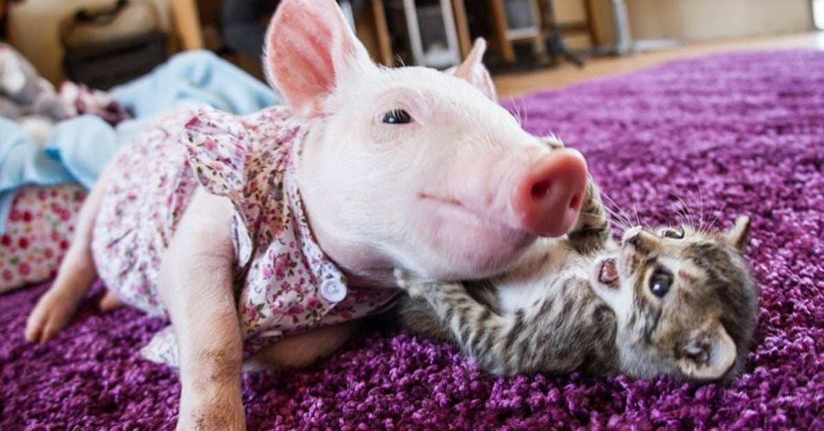 Kitten And Piglet Take Interspecies BFFs To A New Level Of Cute ...