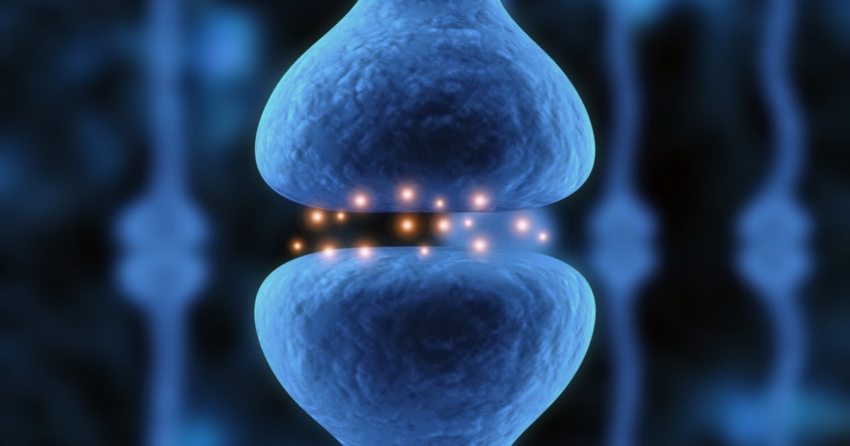 The Secret To The Brain’s Memory Capacity May Be Synapse Size ...