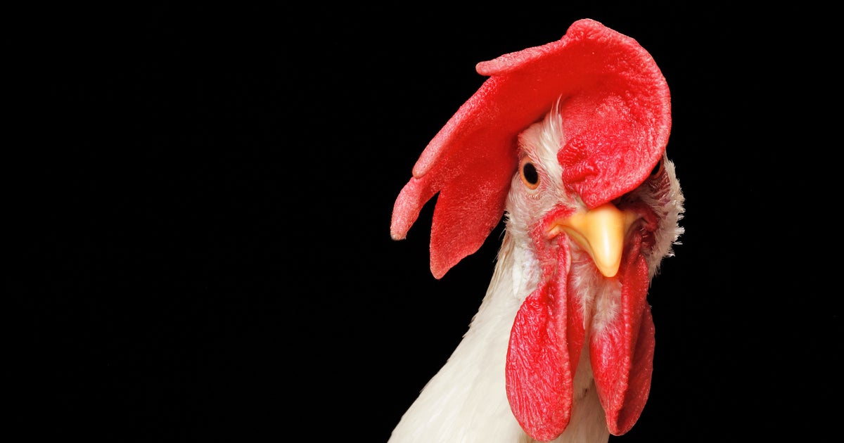 What Happens To The 650 Million Wingless Chickens After The Super Bowl ...