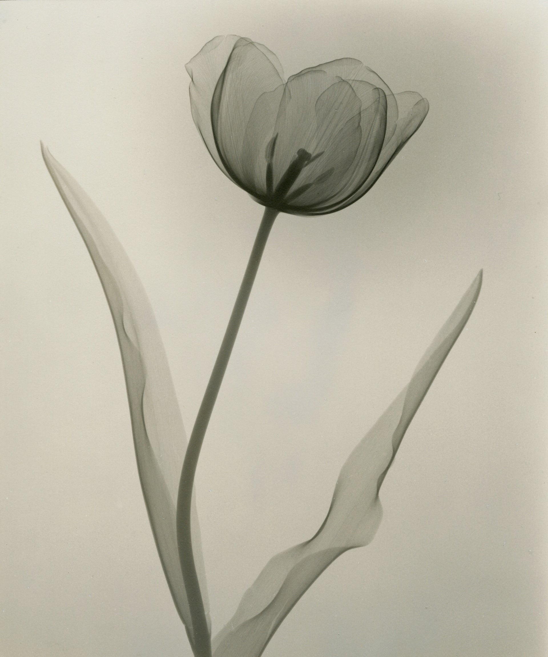 Vintage Floral X-Rays Reveal The True Beauty Of Our Favorite Flowers ...