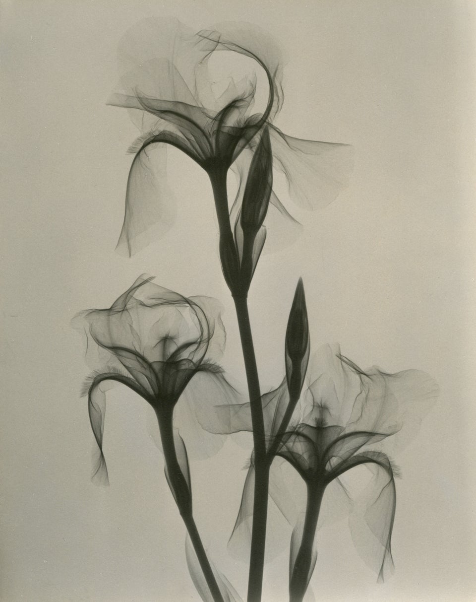 Vintage Floral X-Rays Reveal The True Beauty Of Our Favorite Flowers ...