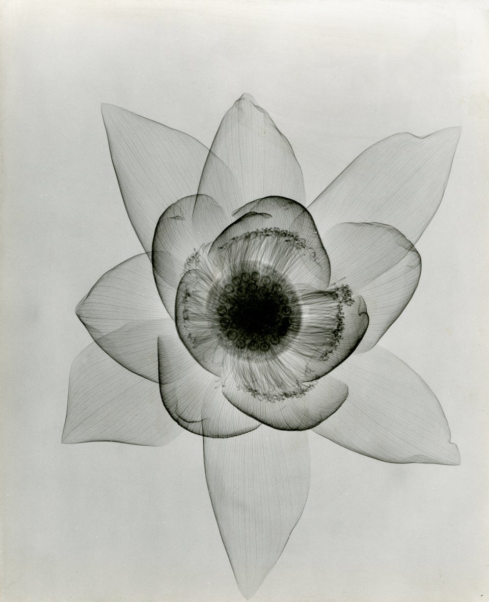 Vintage Floral X-Rays Reveal The True Beauty Of Our Favorite Flowers ...