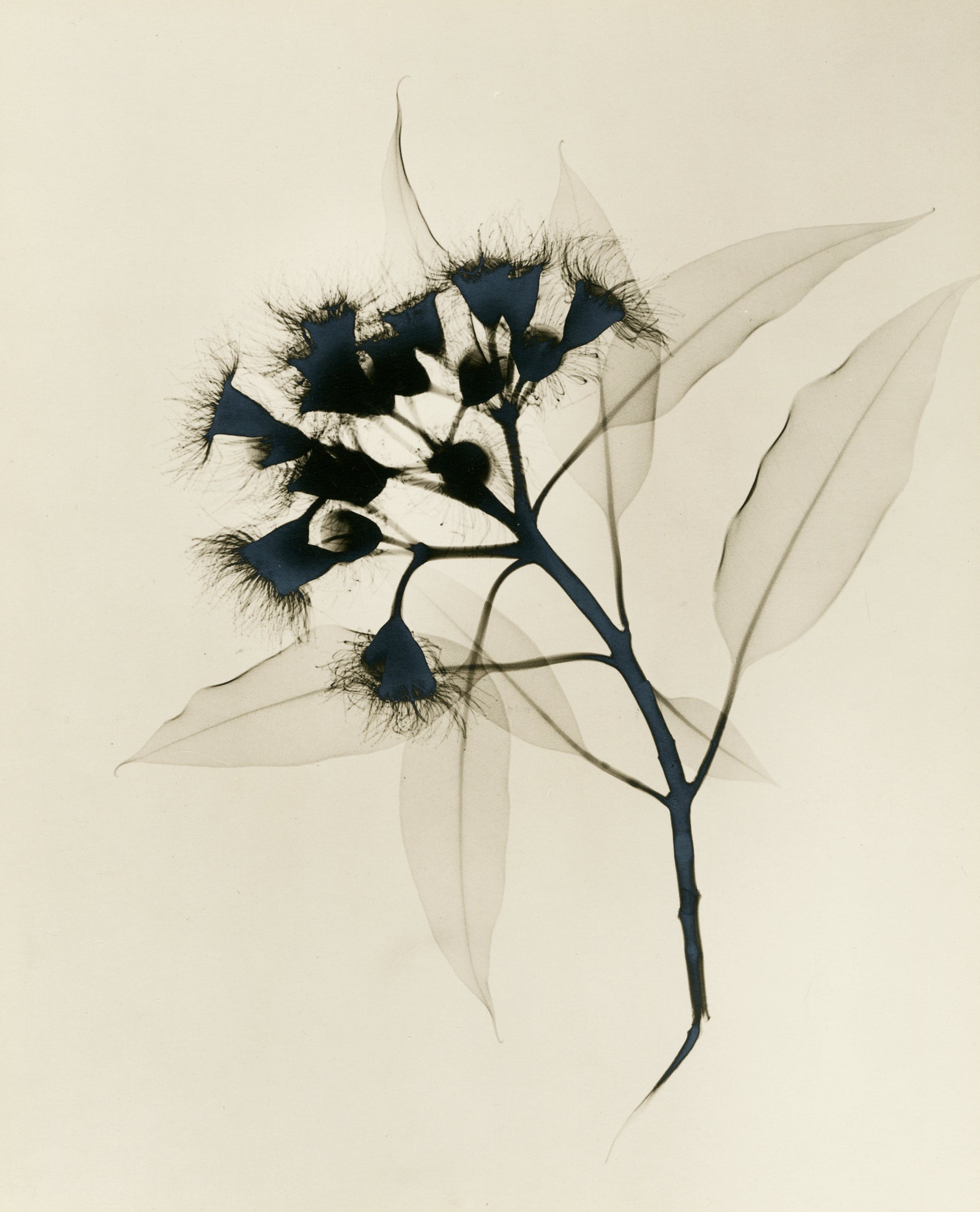Vintage Floral X-Rays Reveal The True Beauty Of Our Favorite Flowers ...