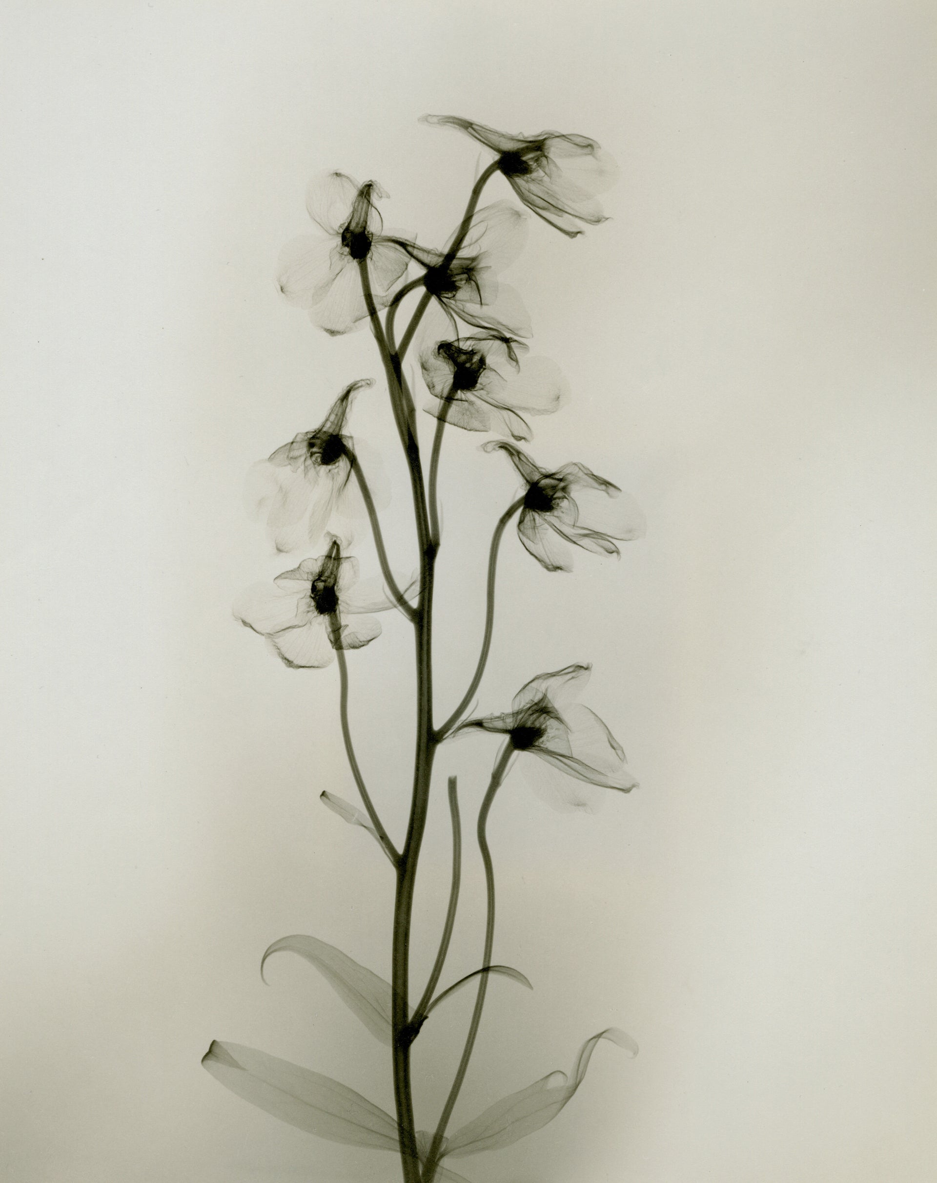 Vintage Floral X-Rays Reveal The True Beauty Of Our Favorite Flowers ...