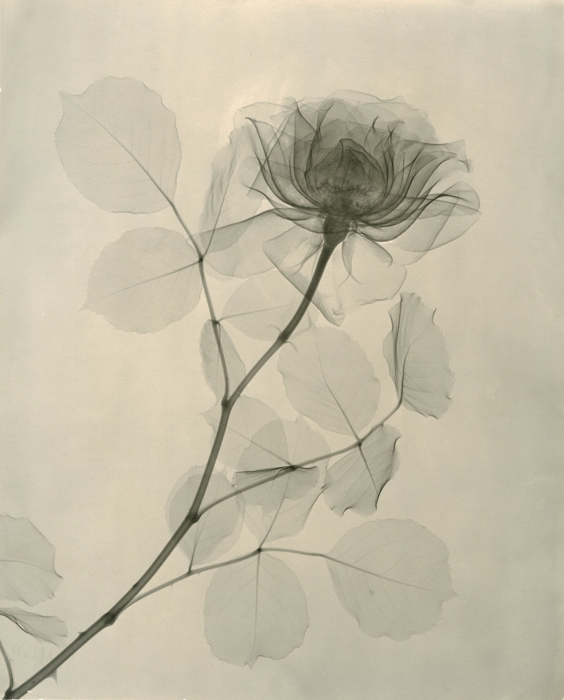 Vintage Floral X-Rays Reveal The True Beauty Of Our Favorite Flowers ...