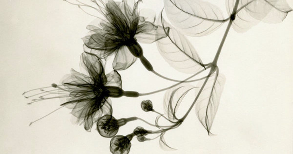 Vintage Floral X-Rays Reveal The True Beauty Of Our Favorite Flowers ...