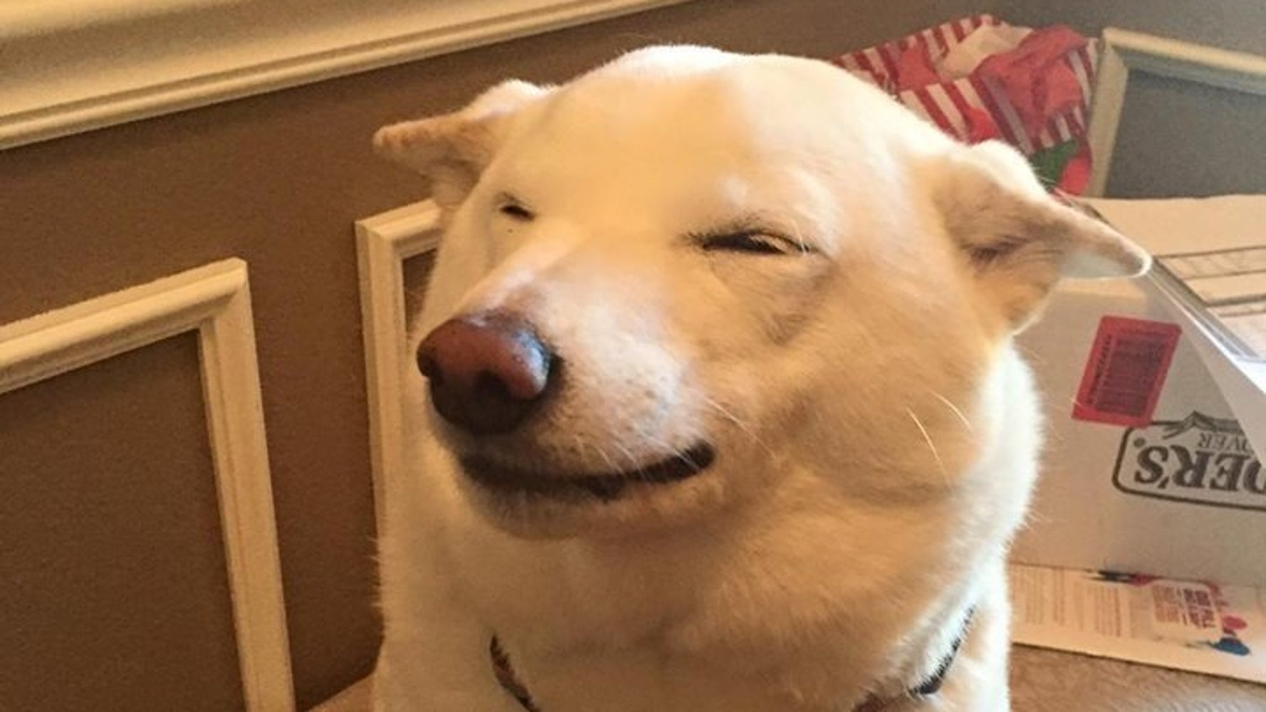 Dog Just Can’t Stop Smiling Ever Since She Found A Home | HuffPost Impact