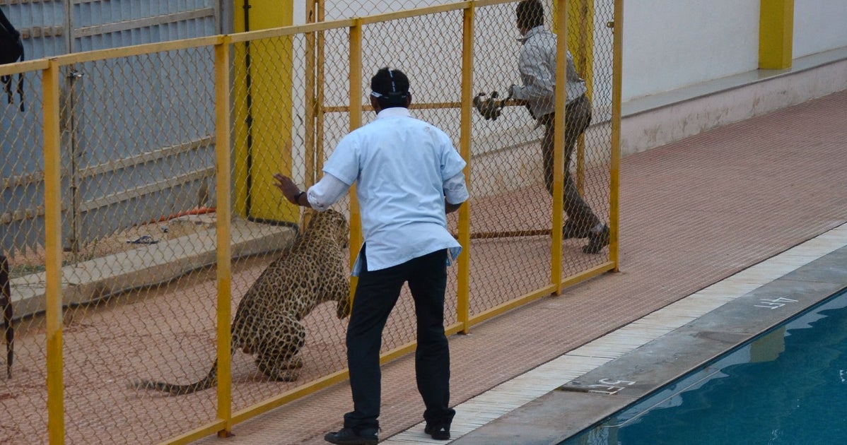 Wild Leopard Enters School And Attacks Six People | HuffPost The WorldPost