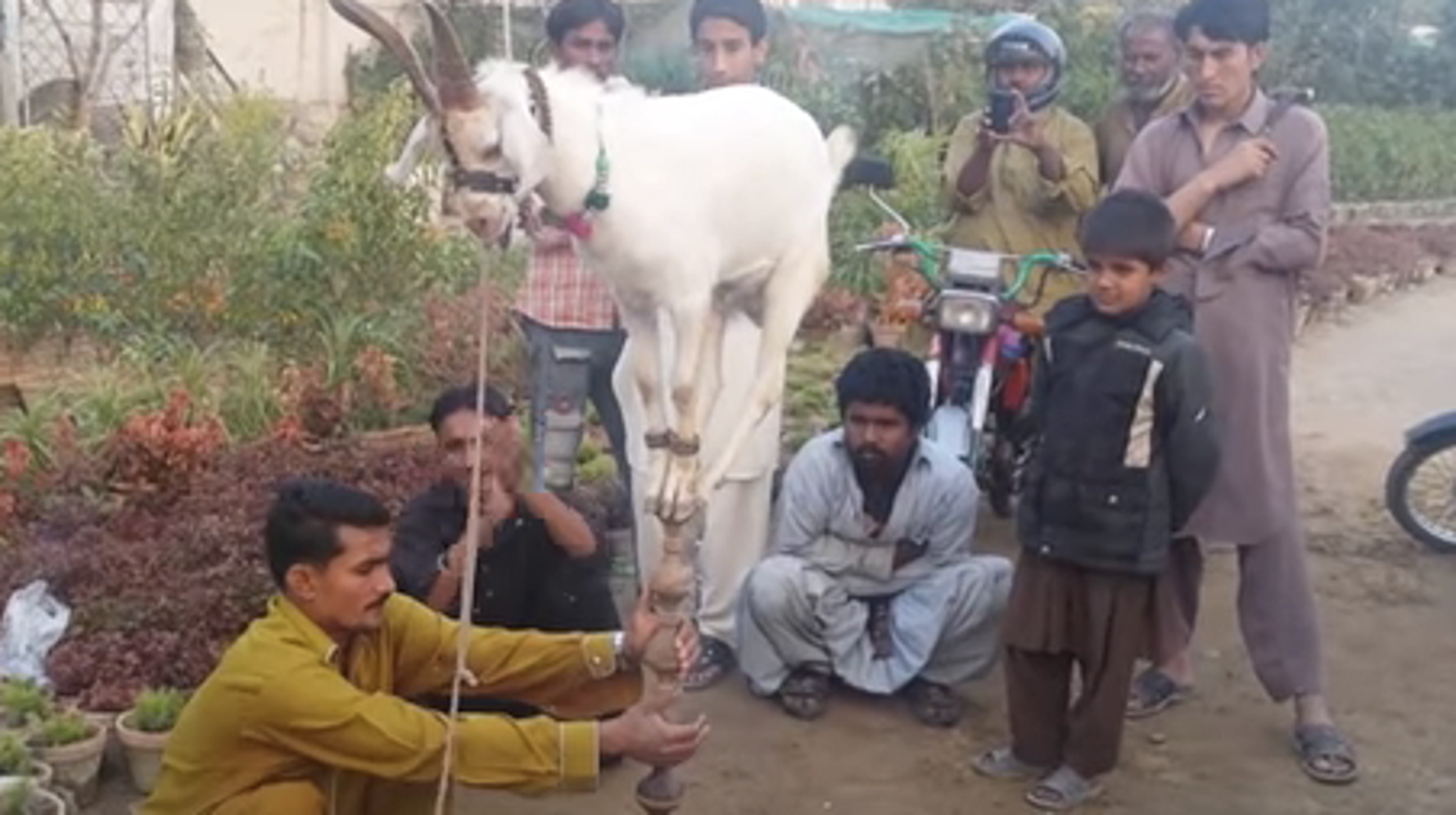 Goat's Balancing Act Is So Extreme, You Don't Know The Hoof Of It ...