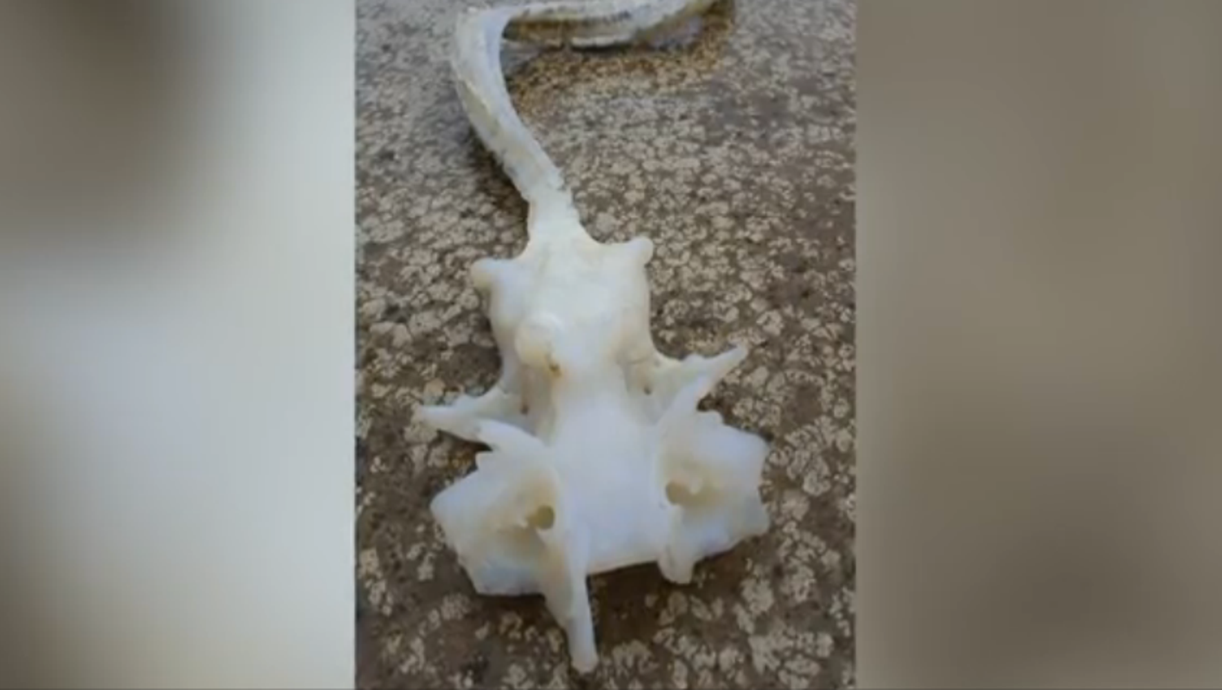 Mystery Of Bizarre Sea Creature Solved | HuffPost Weird News