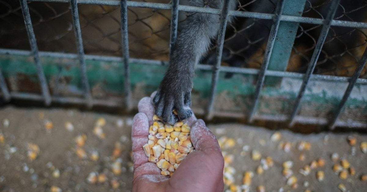 People Bring Food To Starving Zoo Animals Everyone Else Has Forgotten ...