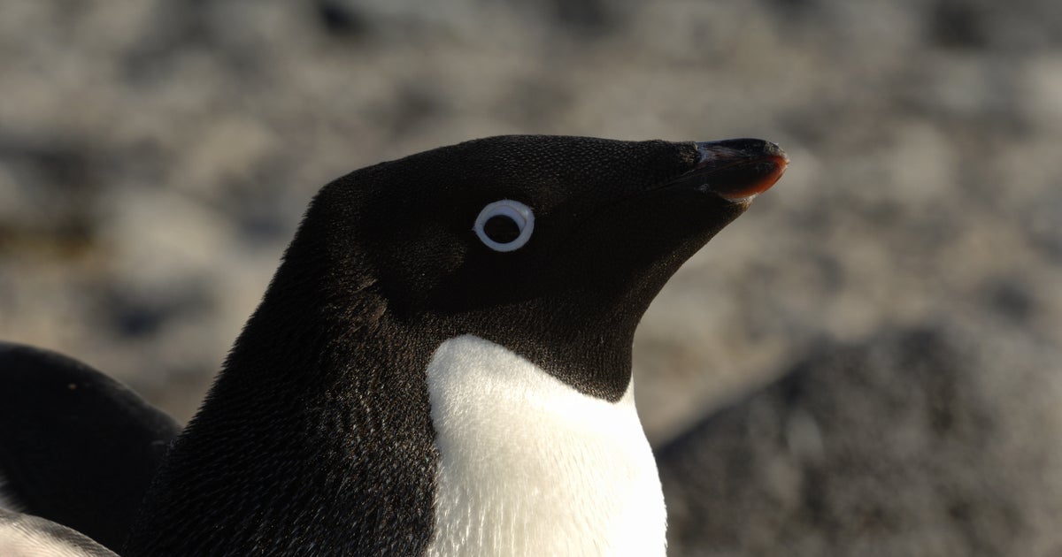 An Iceberg The Size Of Rome May Have Killed 150,000 Penguins (UPDATE ...