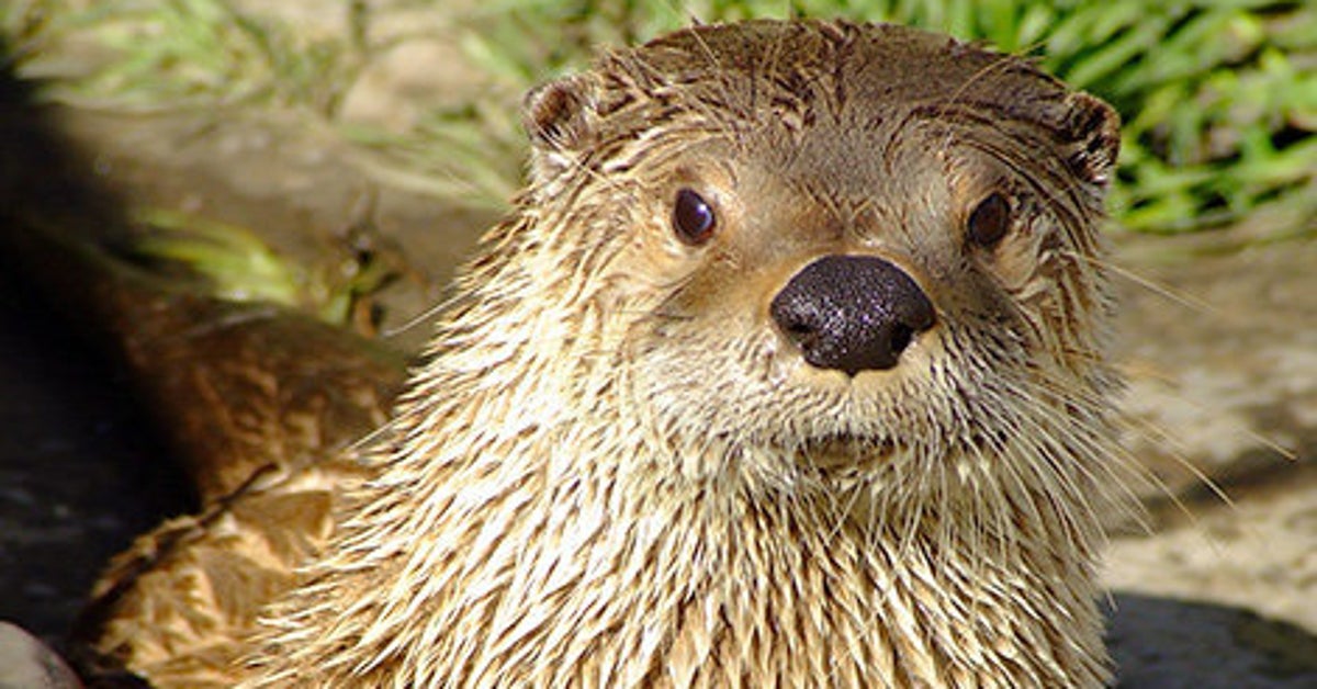 Otter At Calgary Zoo Killed By Pair Of 'Unauthorized' Pants | HuffPost ...