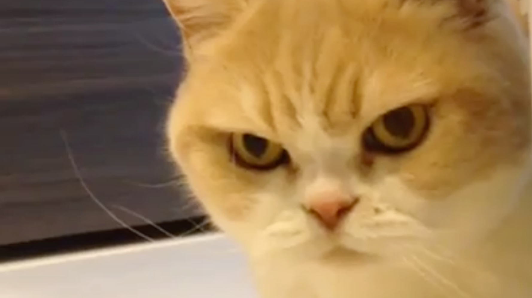 Cat With Evil Eyes Is Plotting To Steal Your Heart | HuffPost