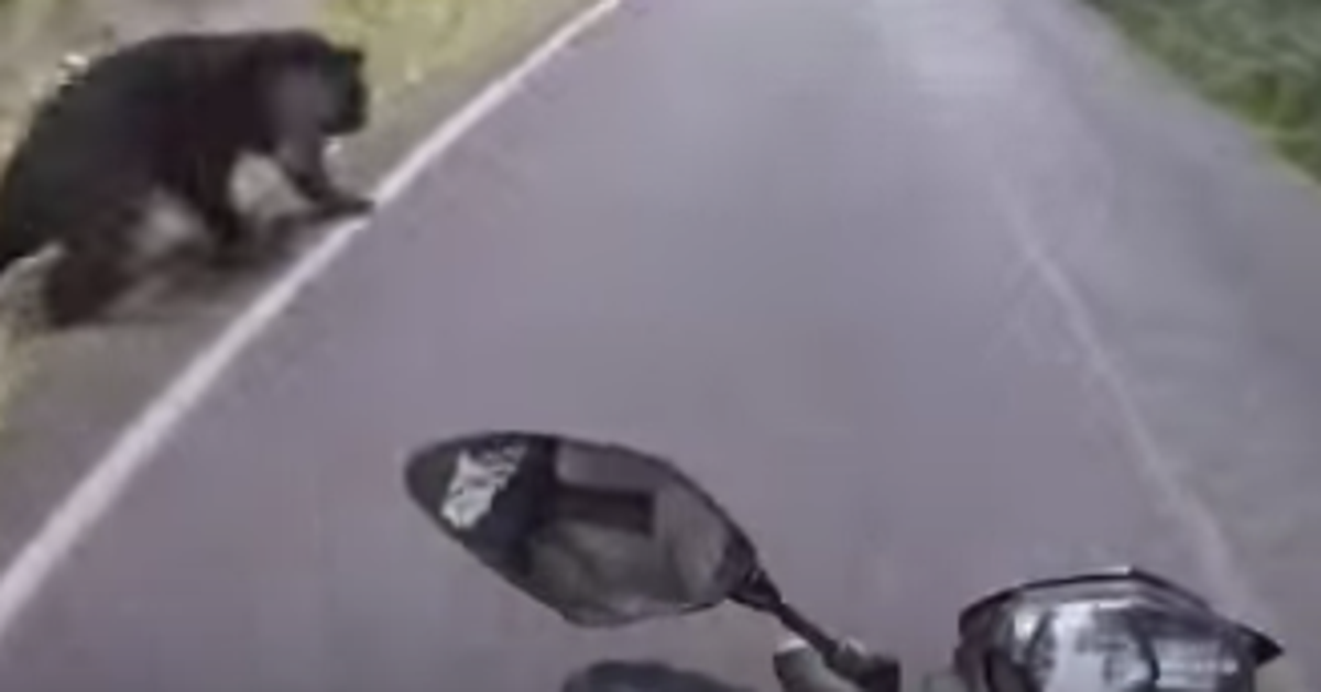 Watch This Motorcyclist's Extremely Close Call With A Bear | HuffPost ...