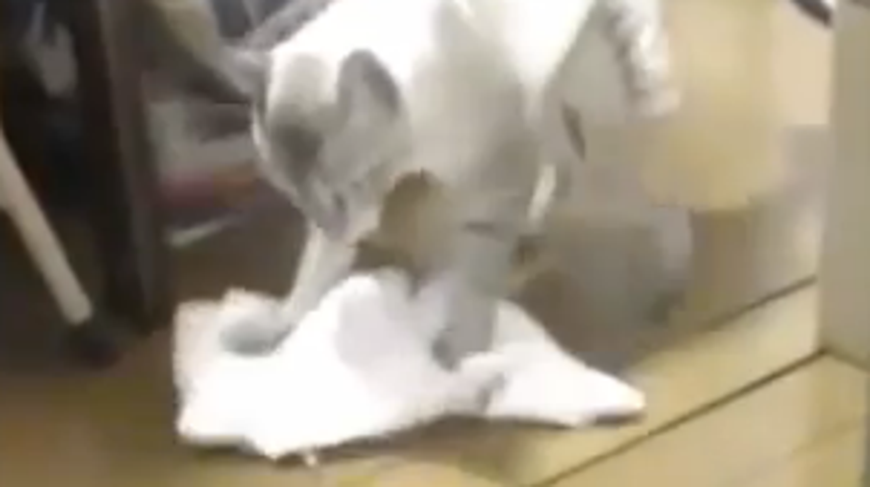 This Floor-Cleaning Cat Is The Purr-fect Housemate | HuffPost