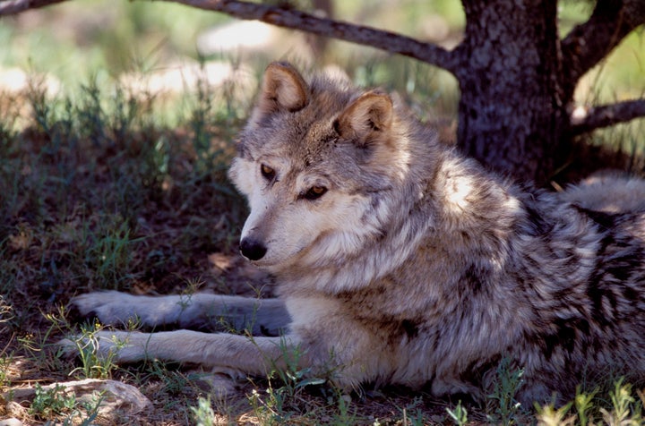 North America’s Rarest Wolf Had A Bad Year | HuffPost The WorldPost