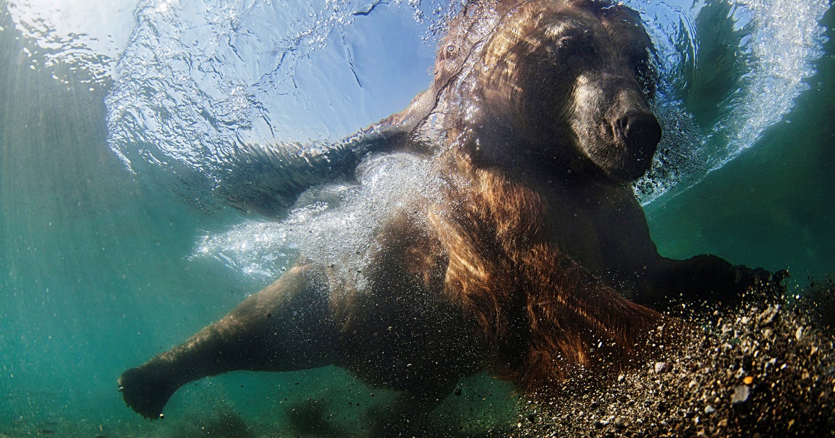 8 Awesome Photos That Showcase The Wonders Of Underwater Life ...