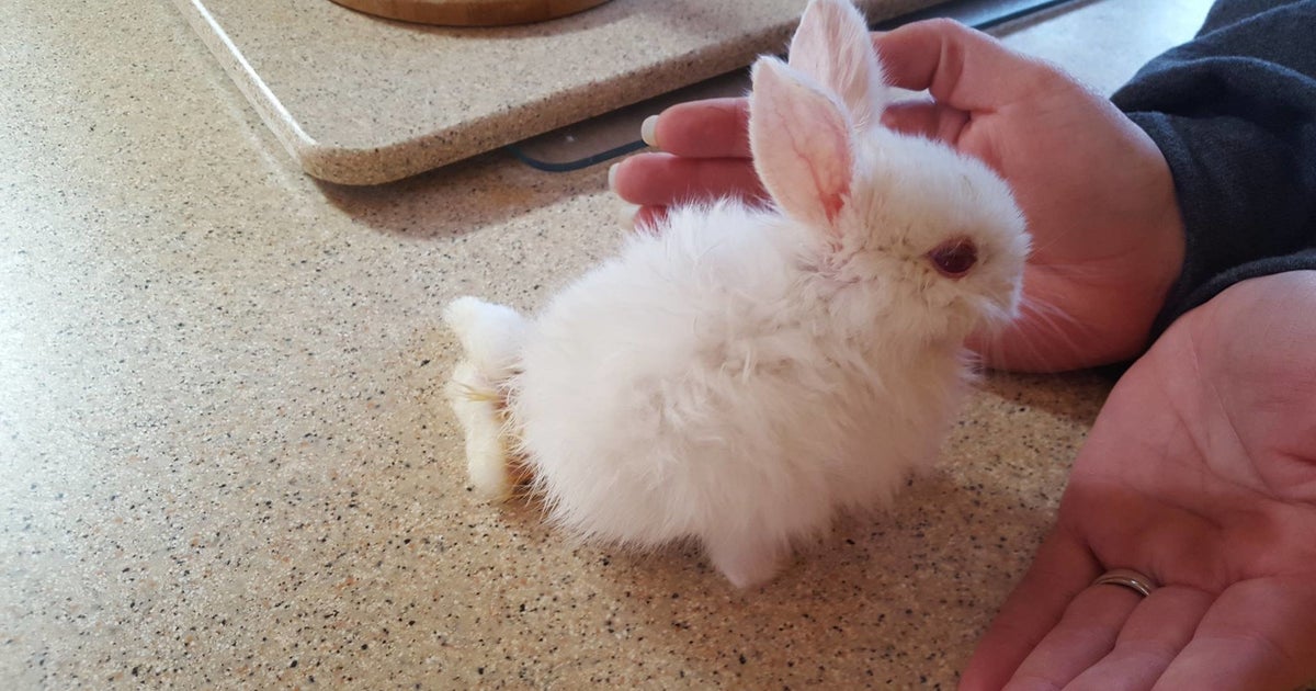Viral Rabbit Video Isn't So Cute When You Know The Real Story ...