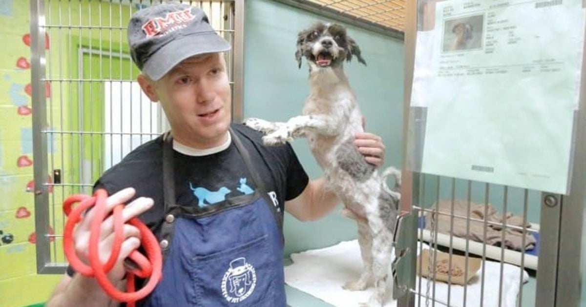 Pet Groomer Gives Senior Dogs Makeovers So They’ll Get Adopted ...