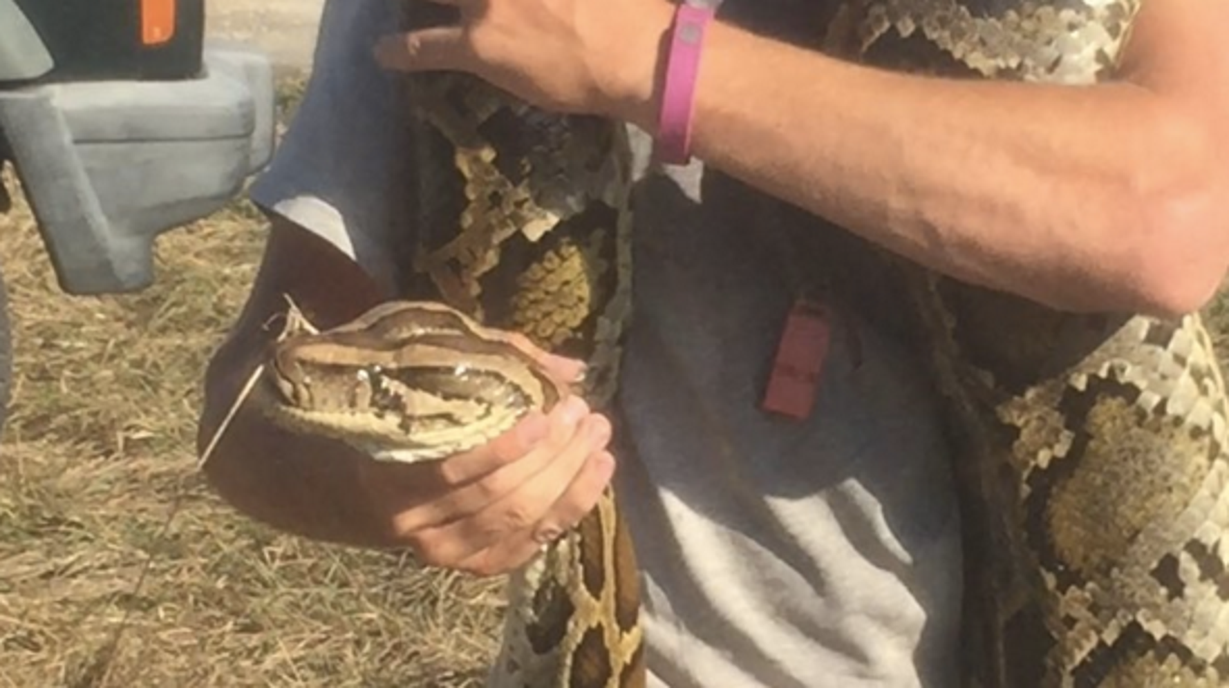Florida Python Challenge Nets 106 Snakes During Monthlong Hunt | HuffPost