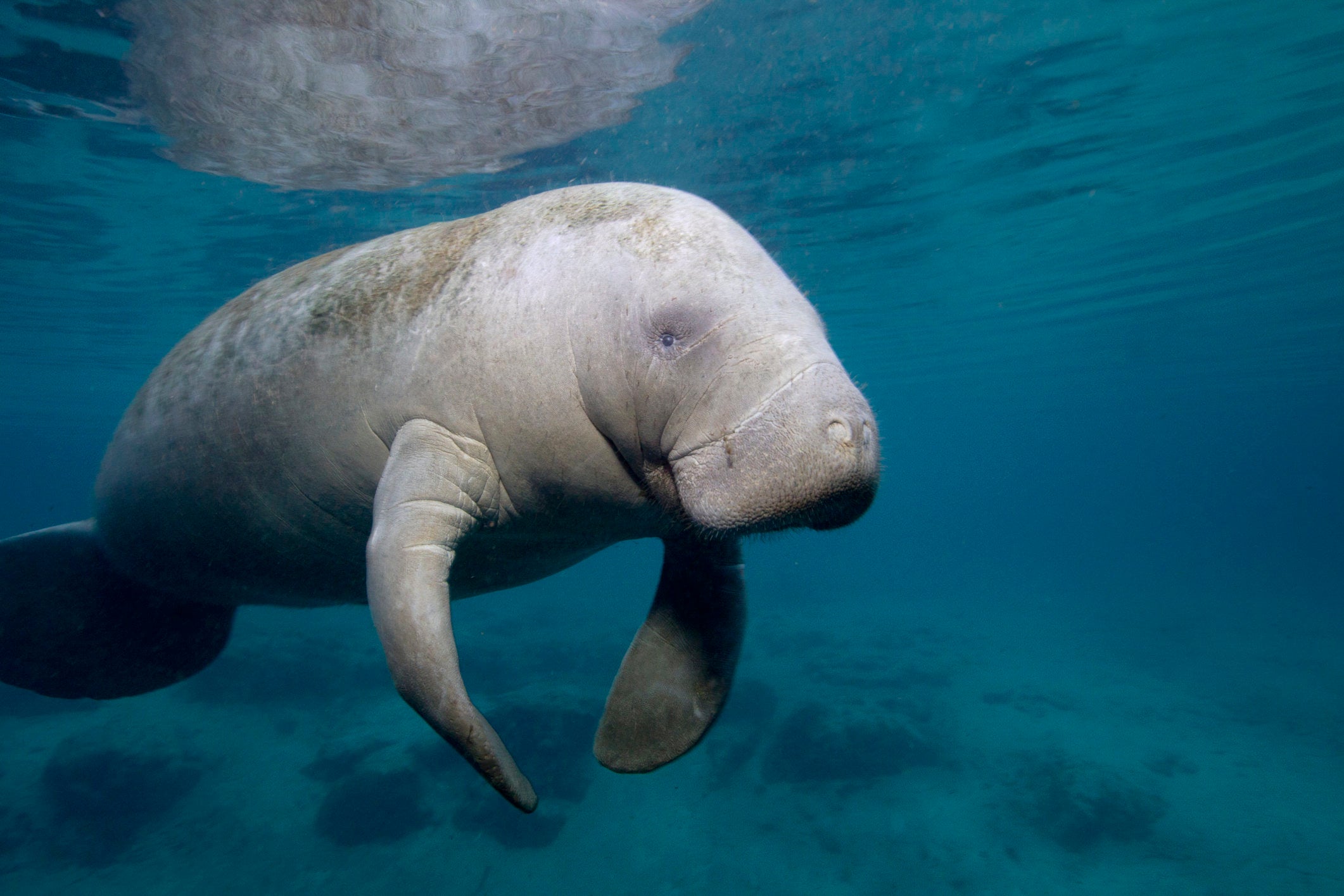 Record Manatee Count May Mean New Risks For Cuddly Sea Cows HuffPost Record Manatee Count May Mean New Risks For Cuddly Sea Cows HuffPost