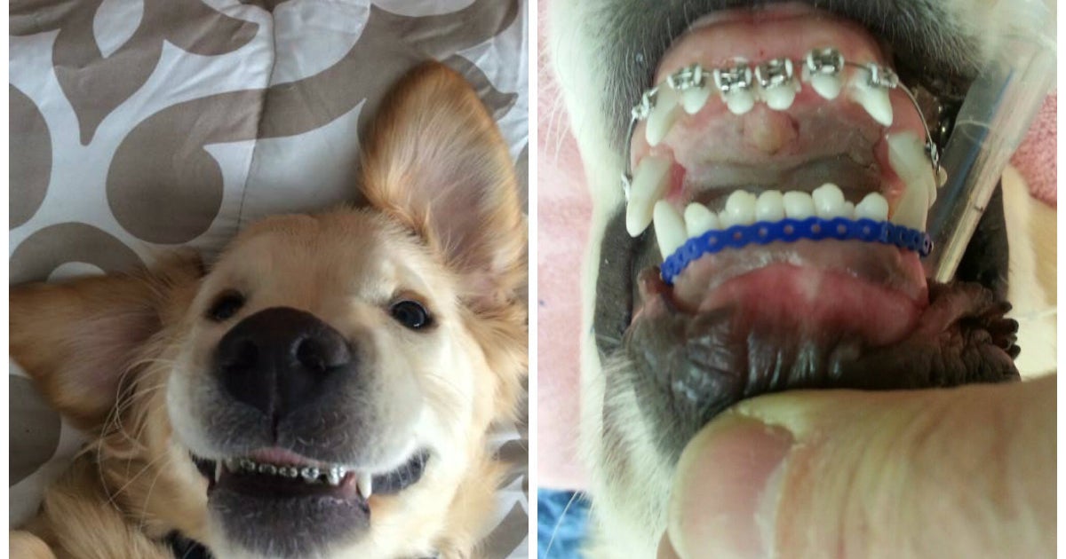 This Dog Has The Most Adorable Brace Face You'll Ever See | HuffPost ...