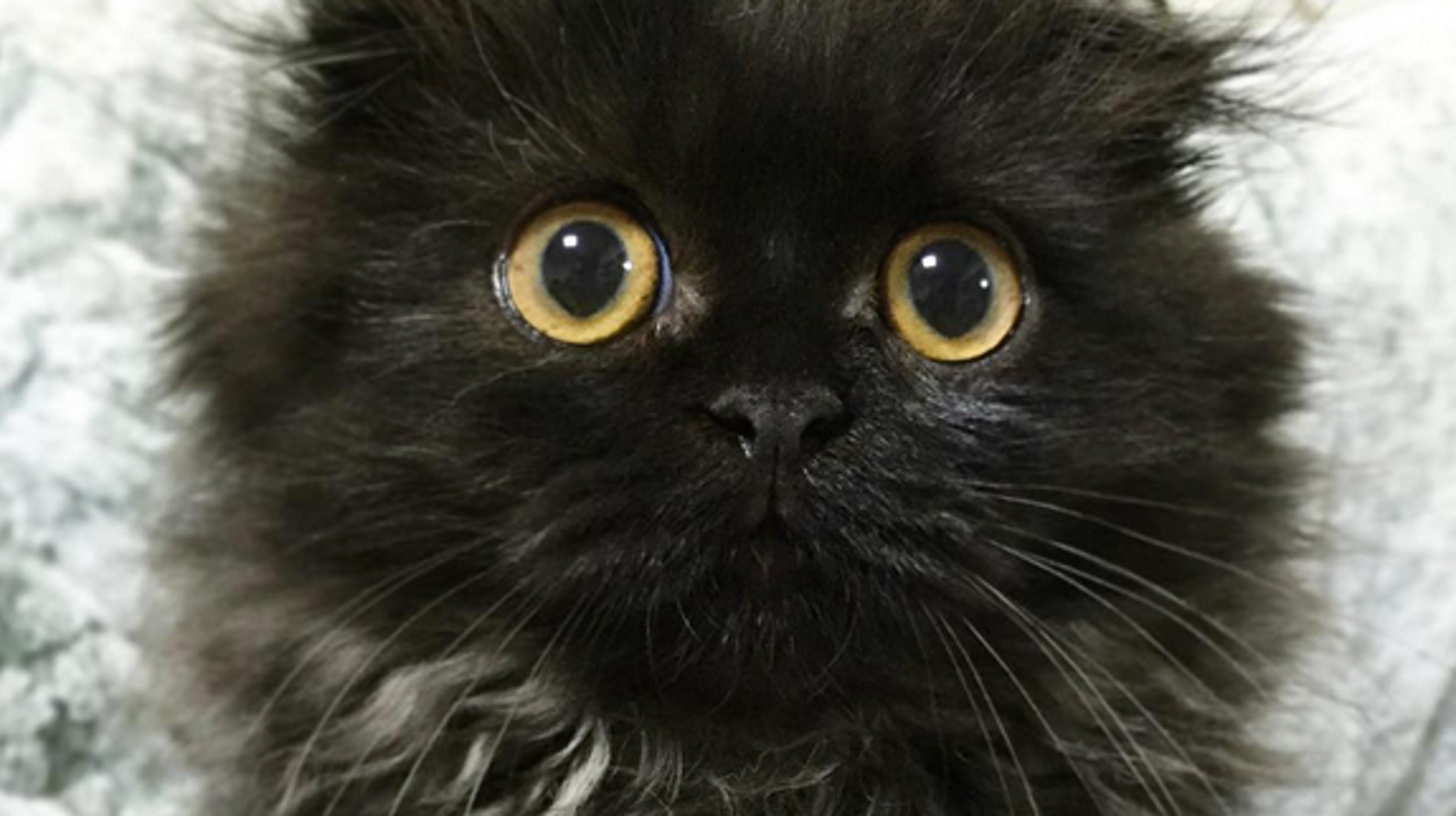 Try Not To Lose Yourself In This Adorable Cat's Gigantic Eyes | HuffPost