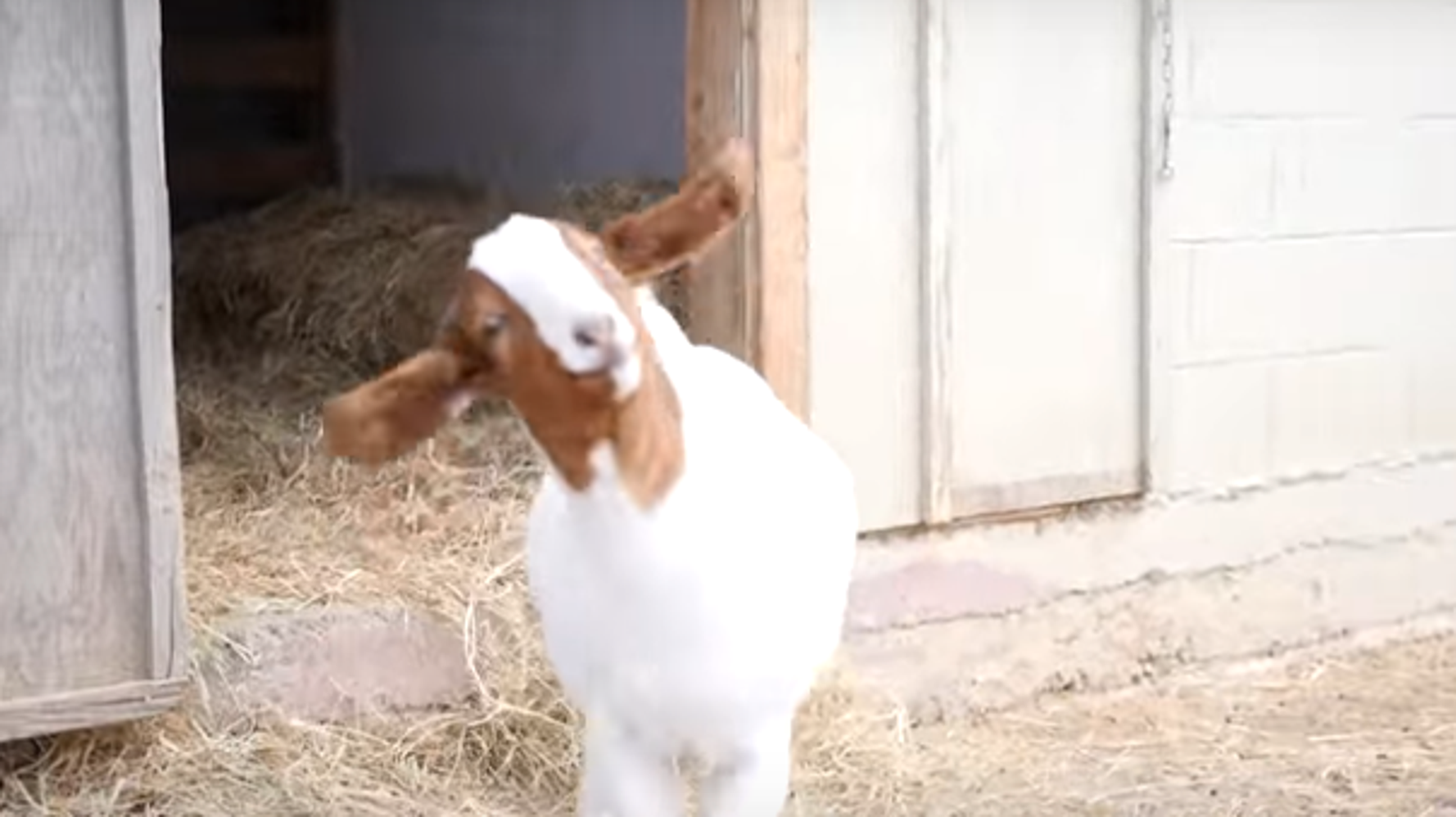Seeing-Eye Goat Makes Sure His Blind 'Soulmate' Is Never Alone | HuffPost