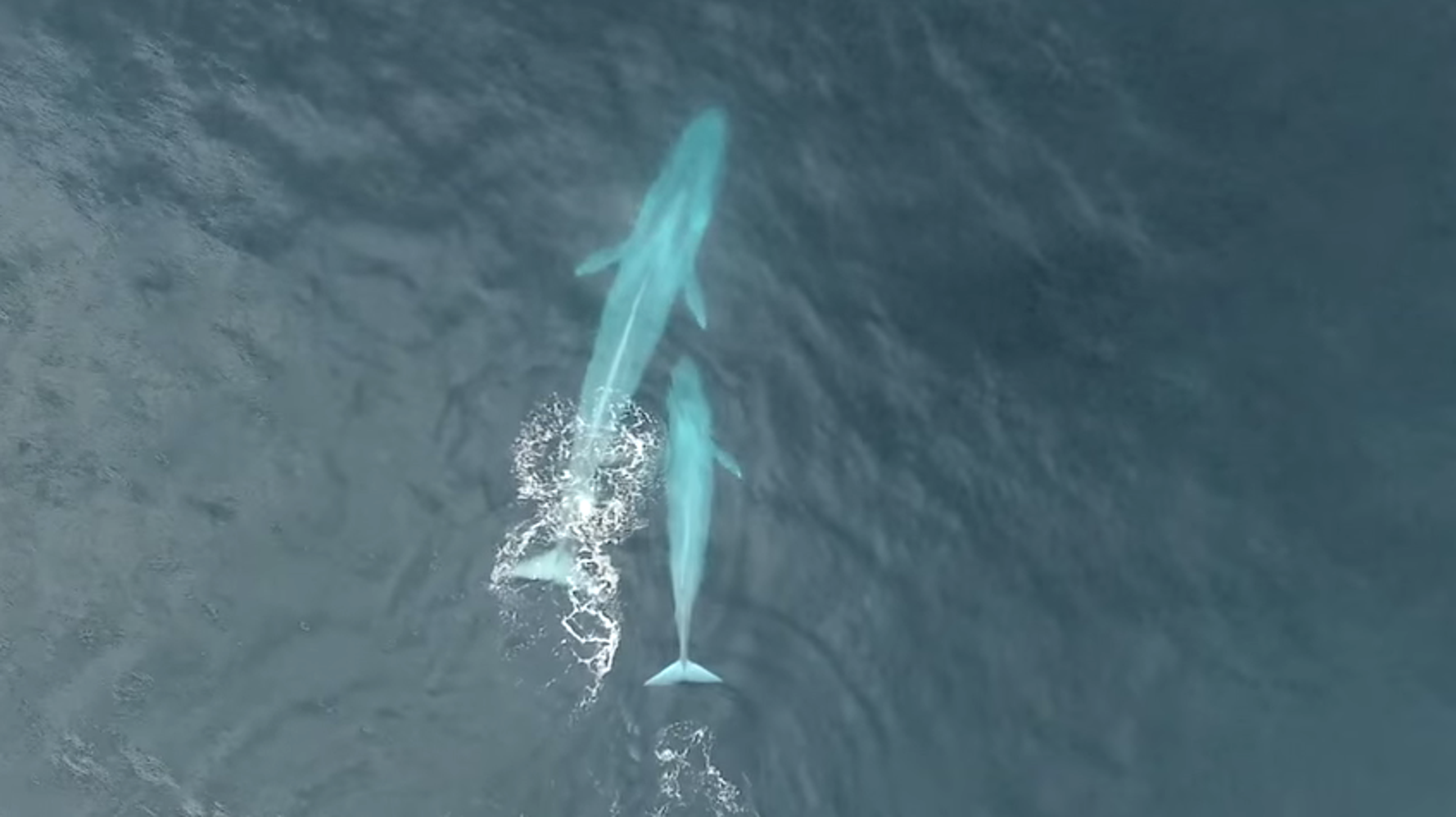 Incredible Rare Footage Of A Whale Nursing Her Calf Makes A Splash ...