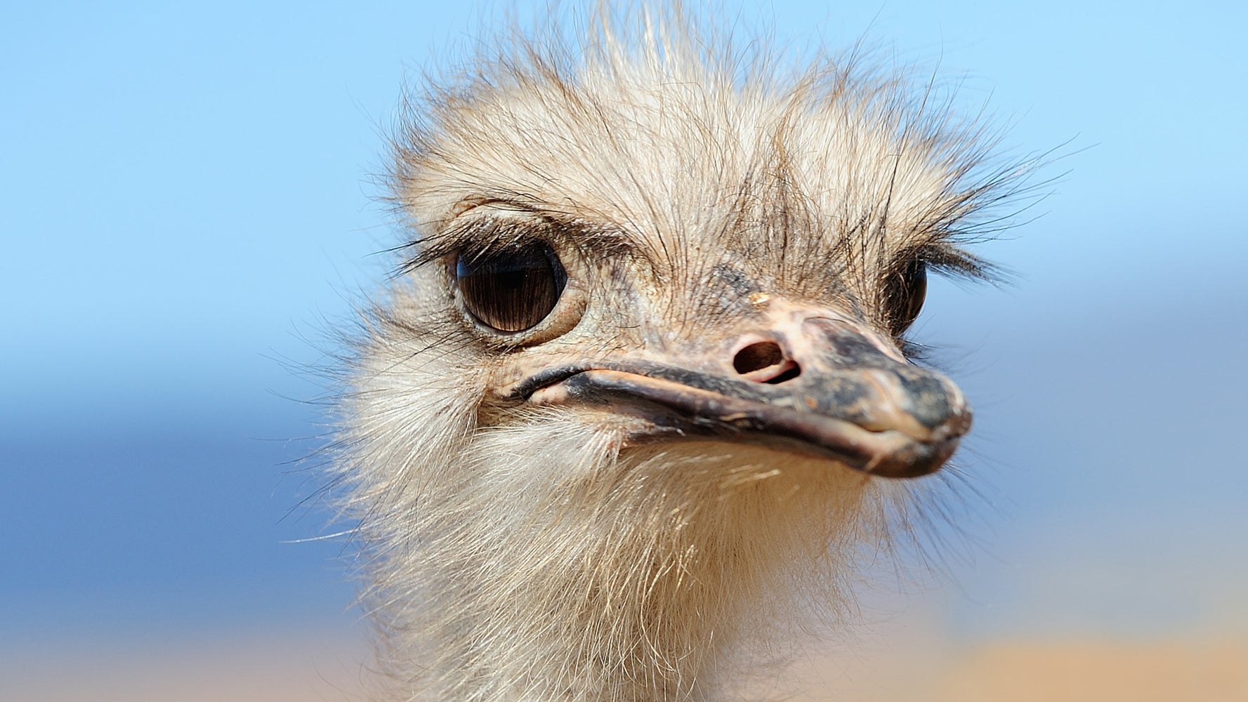 Ostrich Goes Full 'Road Runner' To Chase Down Cyclists | HuffPost Weird ...