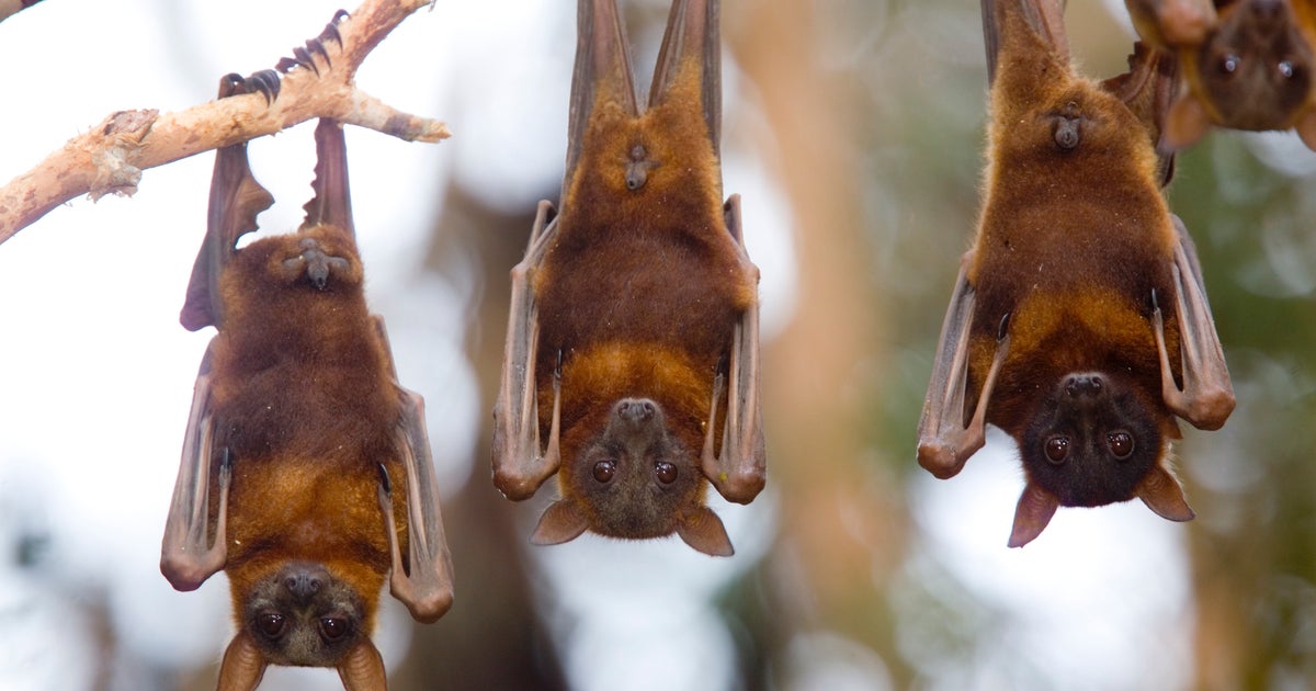 Australia’s ‘Ugly’ Mammals Get Little Love From Science | HuffPost Impact