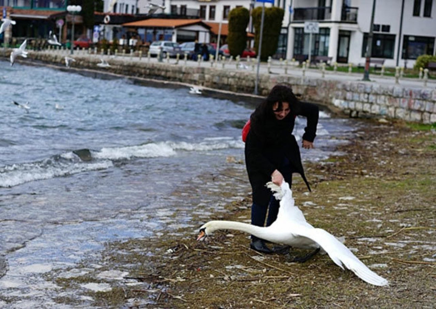 Woman Roughly Drags Swan Out Of Water By The Wing For Selfie | HuffPost ...